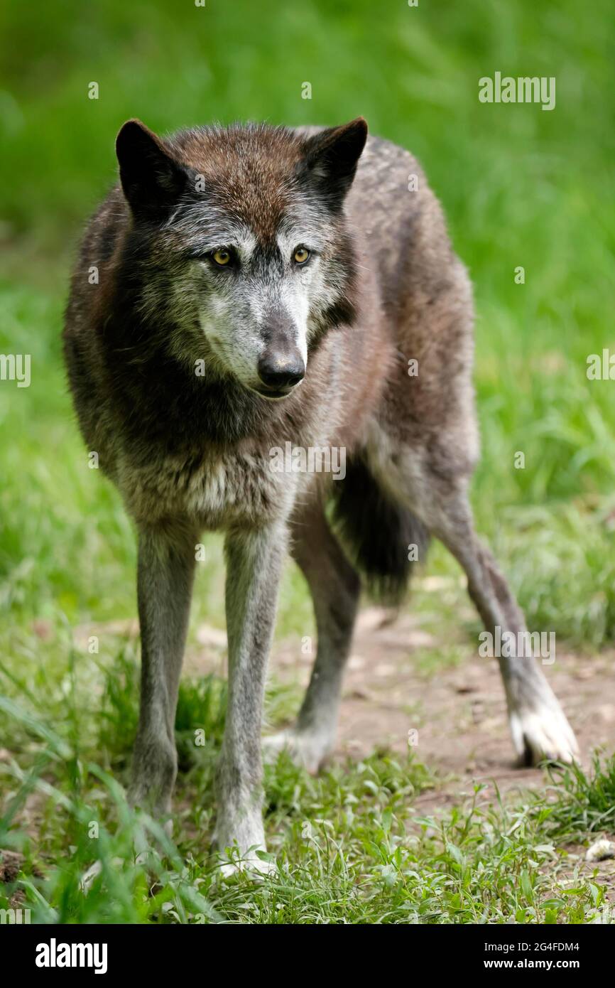 Timberwolf, American wolf (Canis lupus occidentalis), captive, animal ...