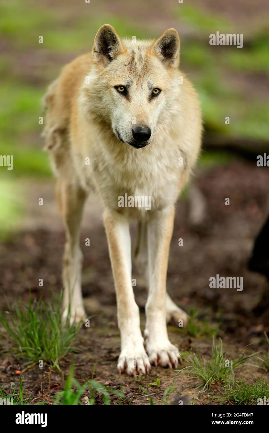 Timberwolf, American wolf (Canis lupus occidentalis), captive, animal ...