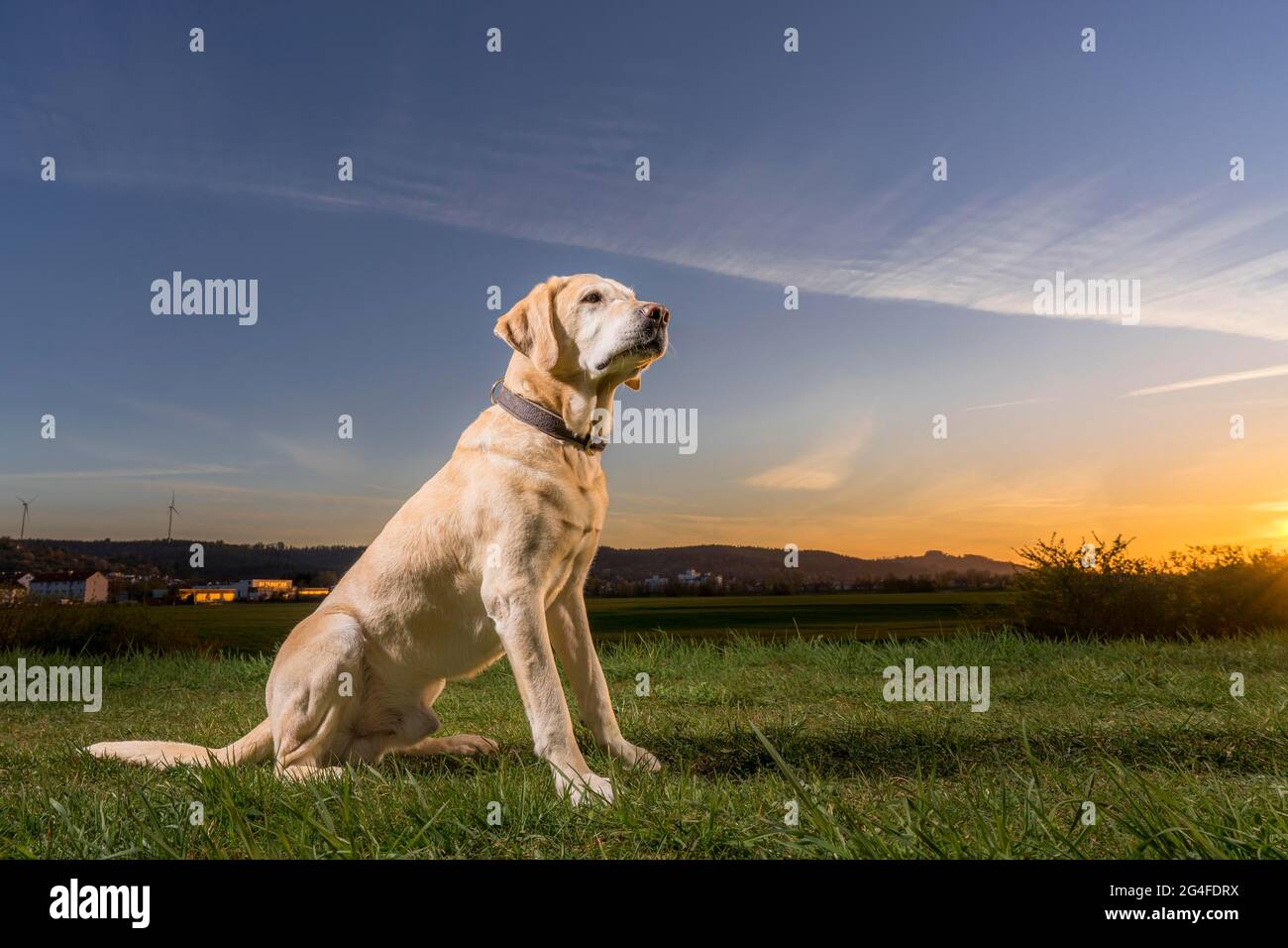Dog, Labrador Retriever, sunset, Schorndorf, Baden-Wuerttemberg ...