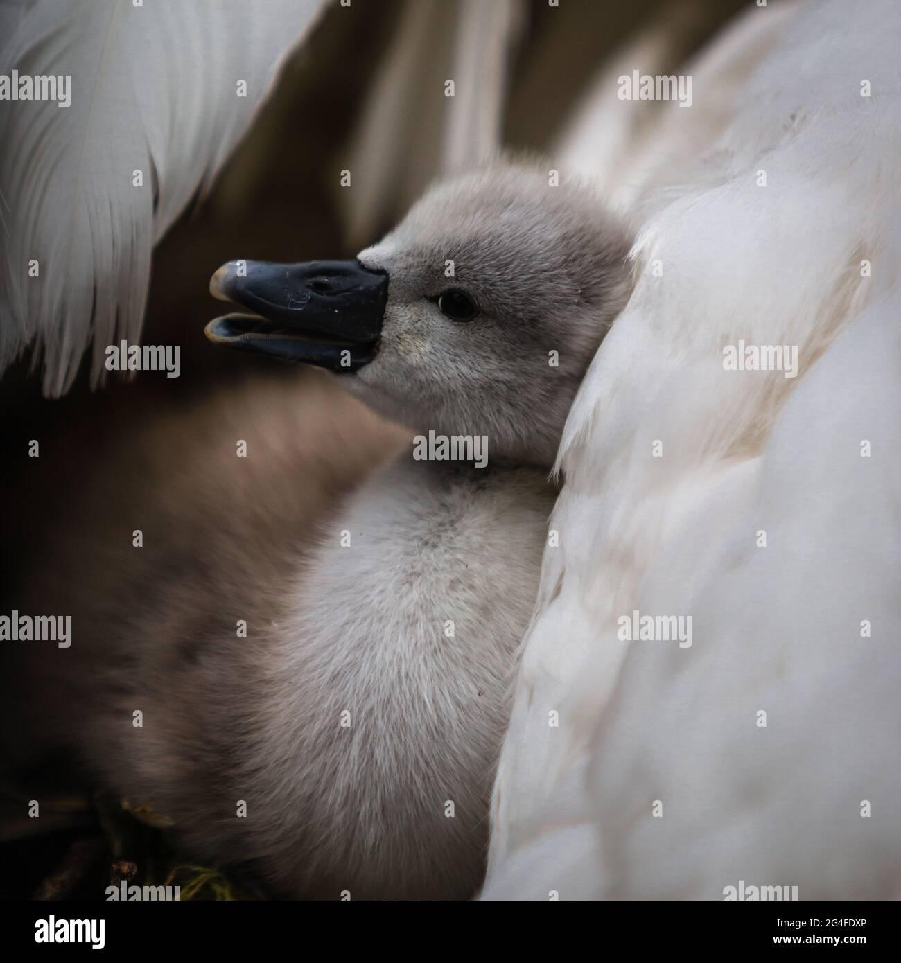 Cygnet behaviour hi-res stock photography and images - Alamy