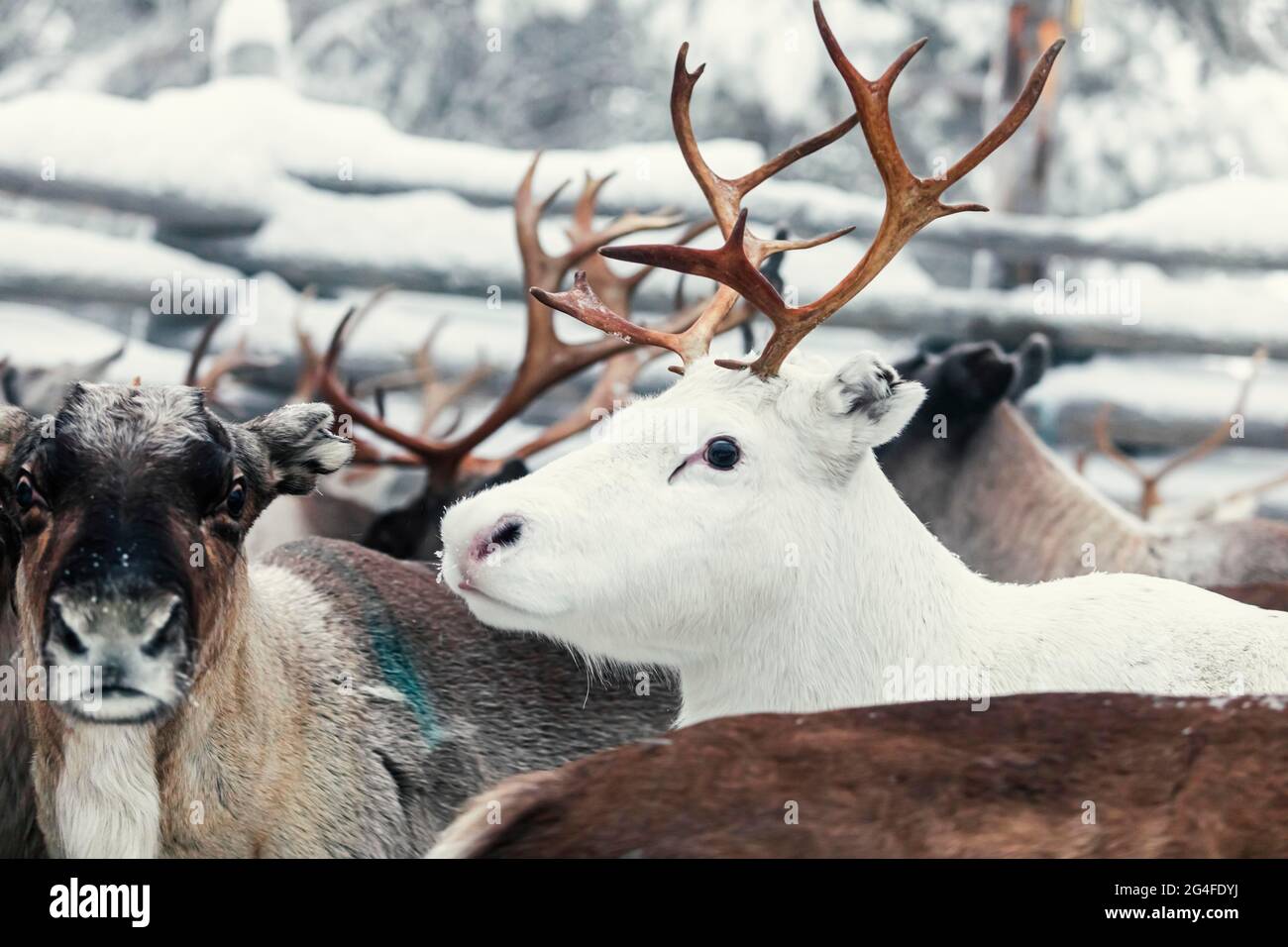 Reindeer farm hi-res stock photography and images - Alamy
