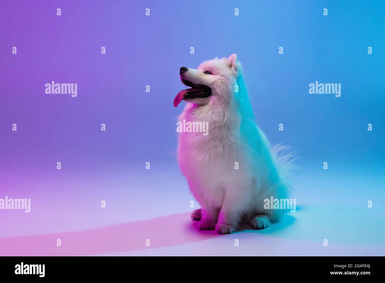 Portrait of cute white beautiful Samoyed dog posing isolated on blue ...
