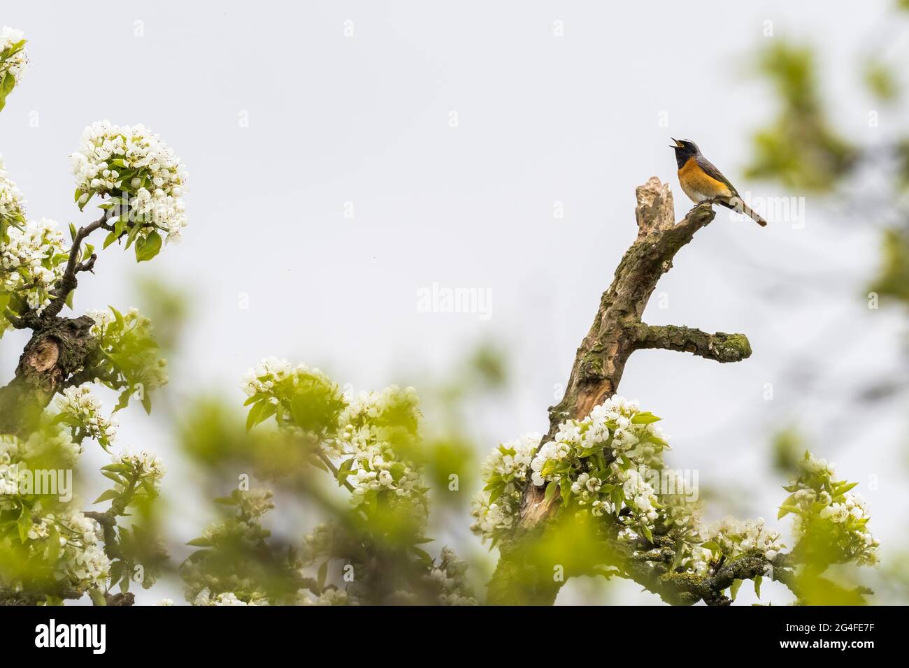 Redstart, singing, sitting on flowering cherry tree branch, Hesse ...