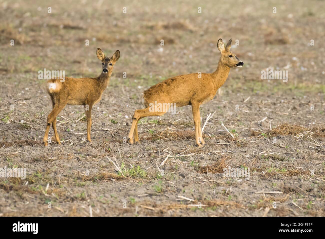 Baby doe hi-res stock photography and images - Alamy