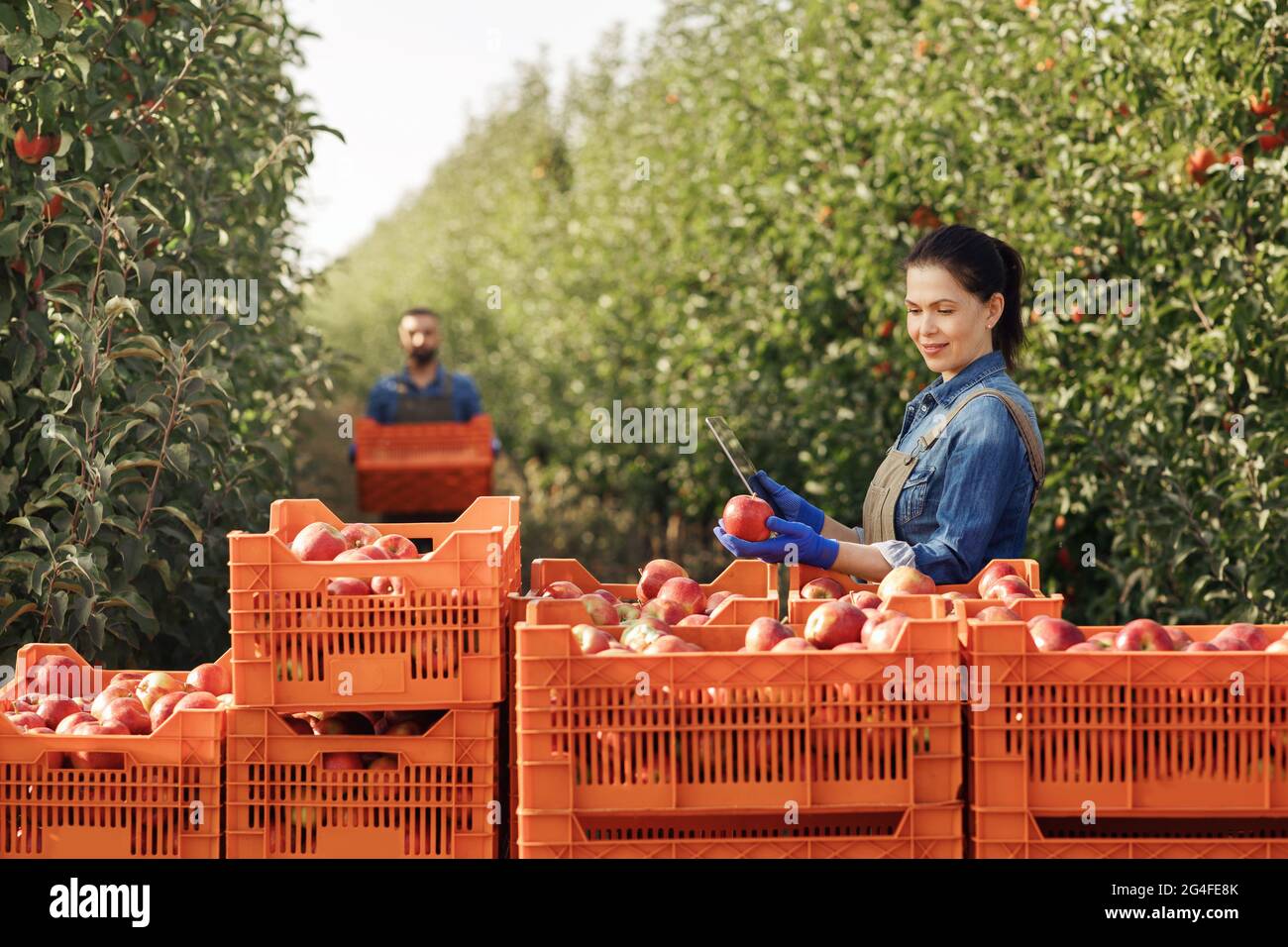 Control and inspection of organic ripe fruit, harvest season Stock ...