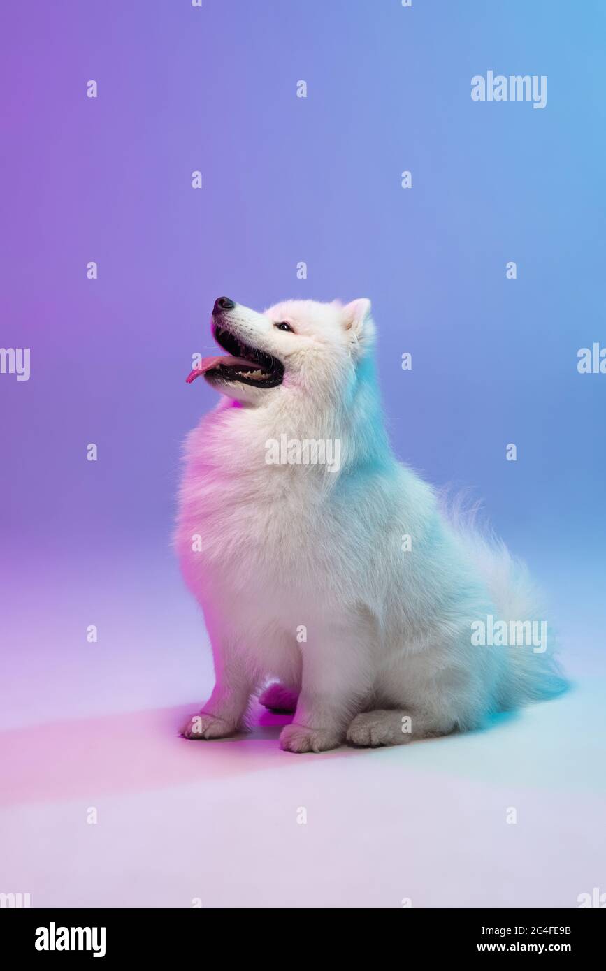 Portrait of cute white beautiful Samoyed dog posing isolated on blue ...