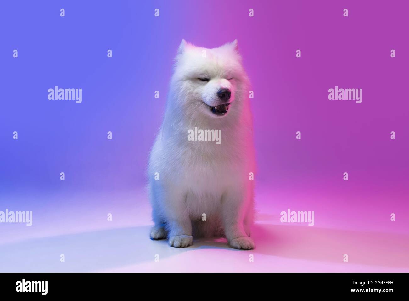 Portrait of cute white beautiful Samoyed dog posing isolated on blue ...