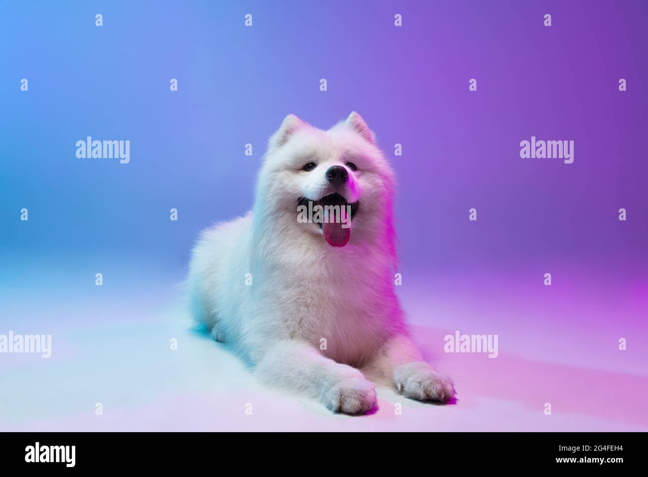 Portrait of cute white beautiful Samoyed dog posing isolated on blue ...