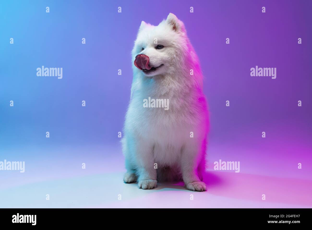 Portrait of cute white beautiful Samoyed dog posing isolated on blue ...