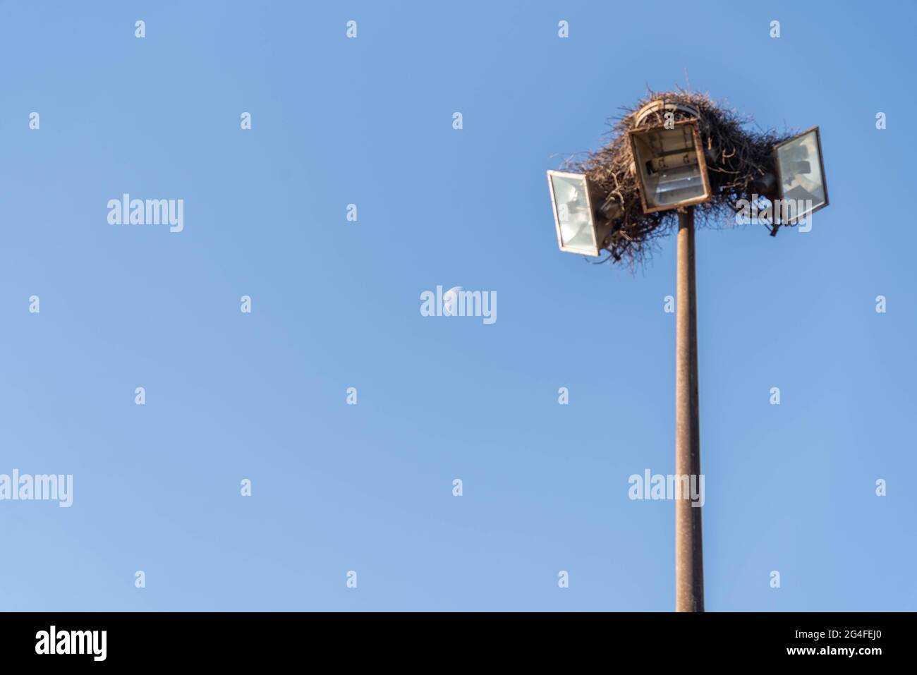 Lighting tower with birds nest on blue background. Electric power pole ...