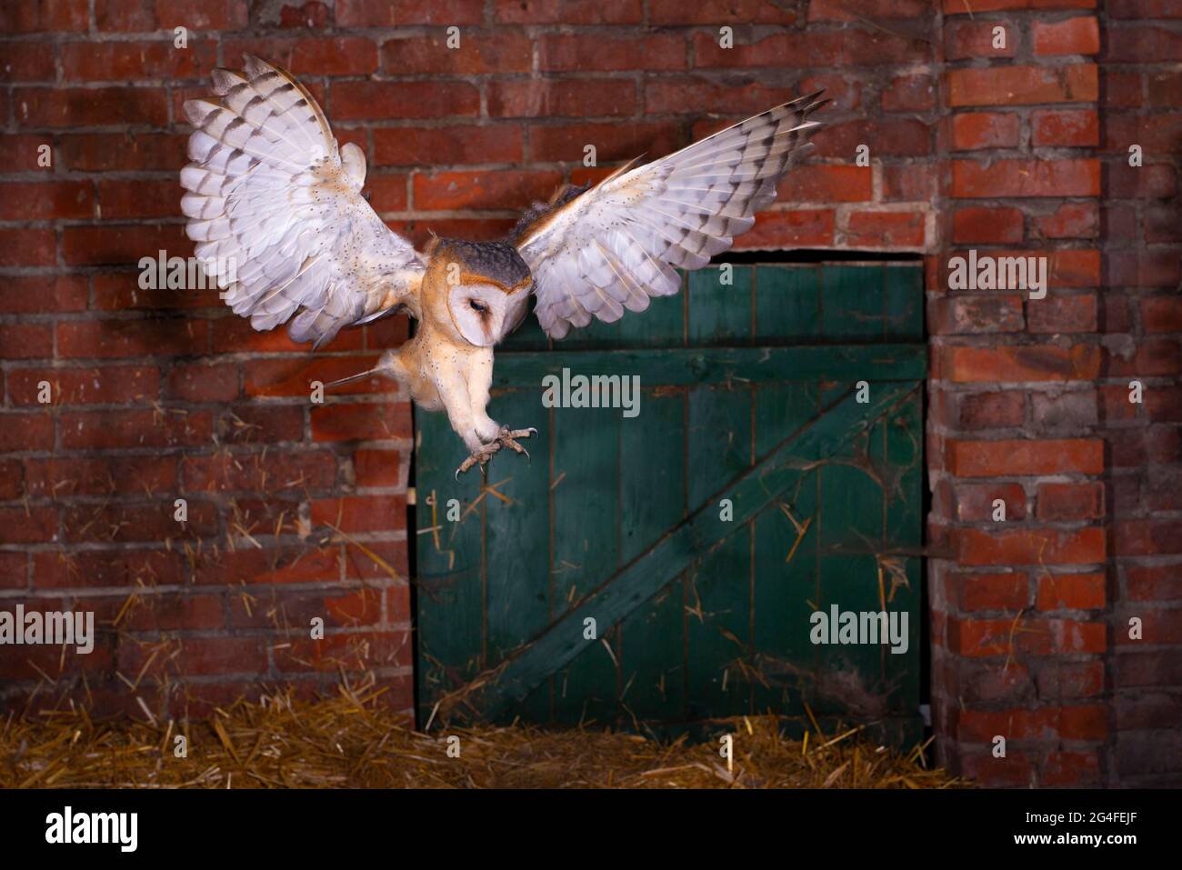 Common barn owl (Tyto alba) hunting for mice in an old barn, molt gap ...
