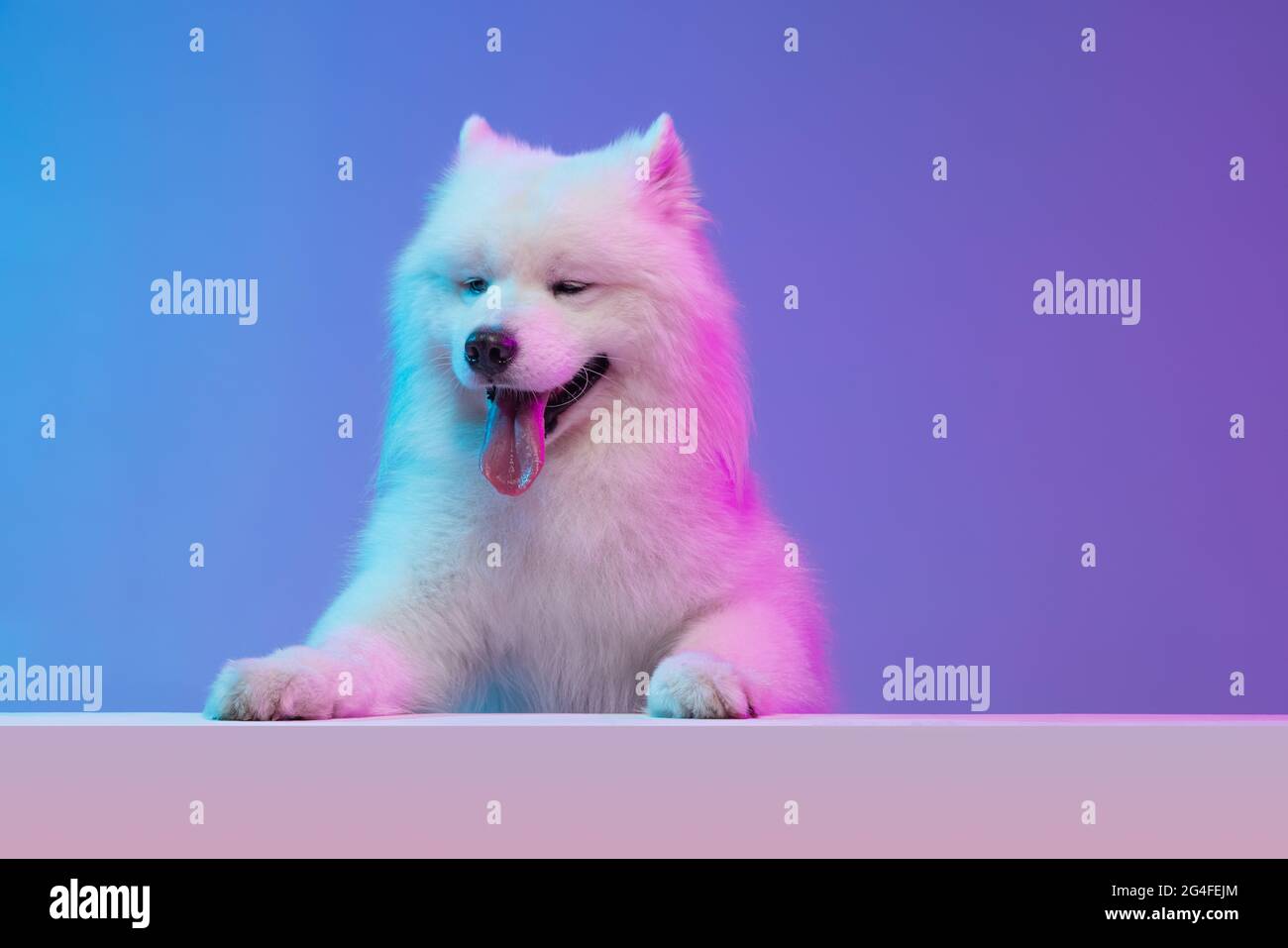 Portrait of cute white beautiful Samoyed dog posing isolated on blue ...