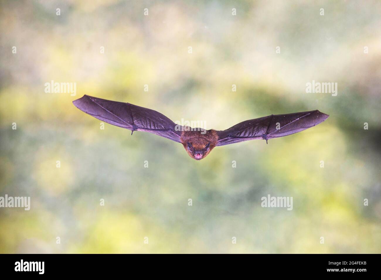 Common pipistrelle y Stock Photo - Alamy