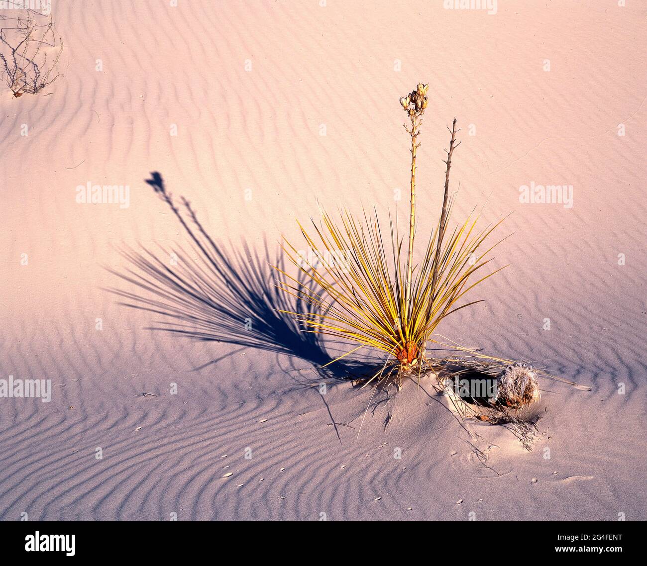 Yucca palm (Yucca elata) in the gypsum desert White Sands, New Mexico ...