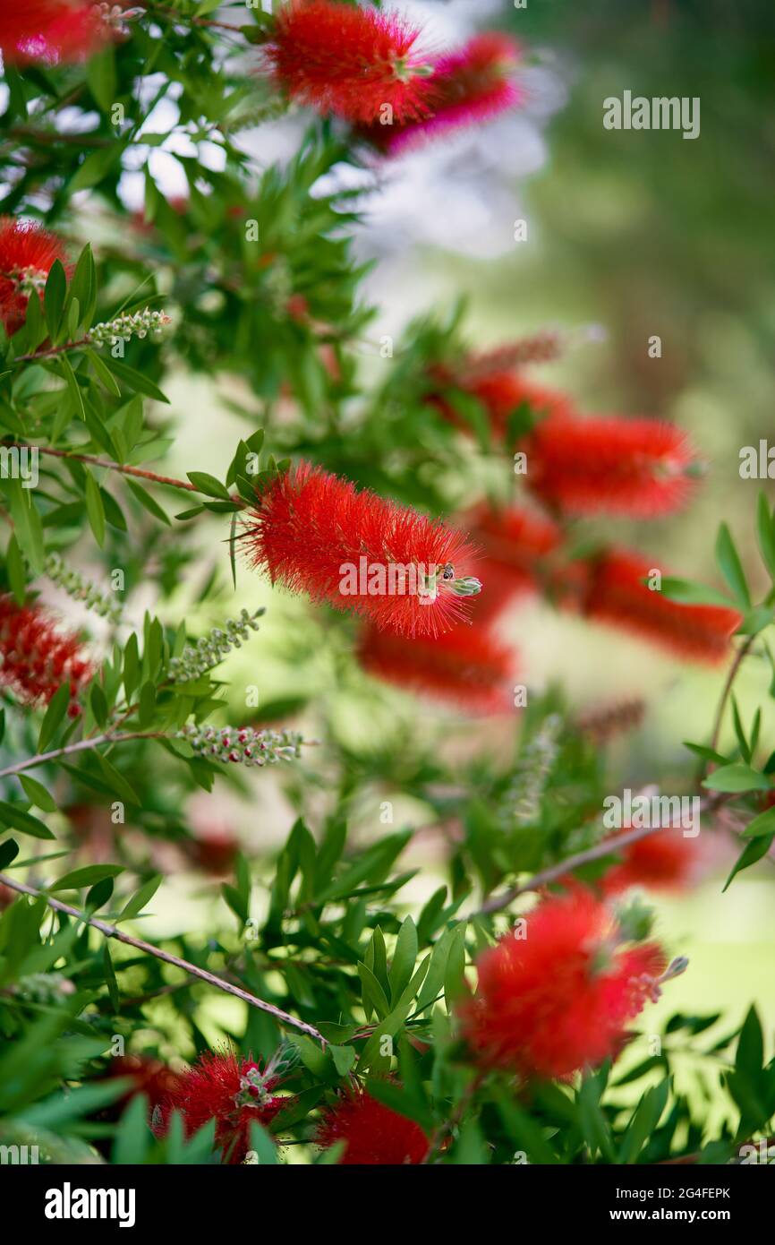 Red callistemon flowers on a green bush Stock Photo - Alamy