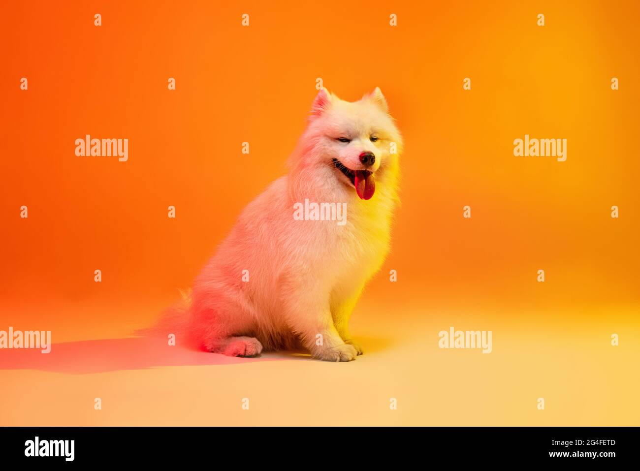 Portrait of big beautiful Samoyed dog posing isolated on yellow ...