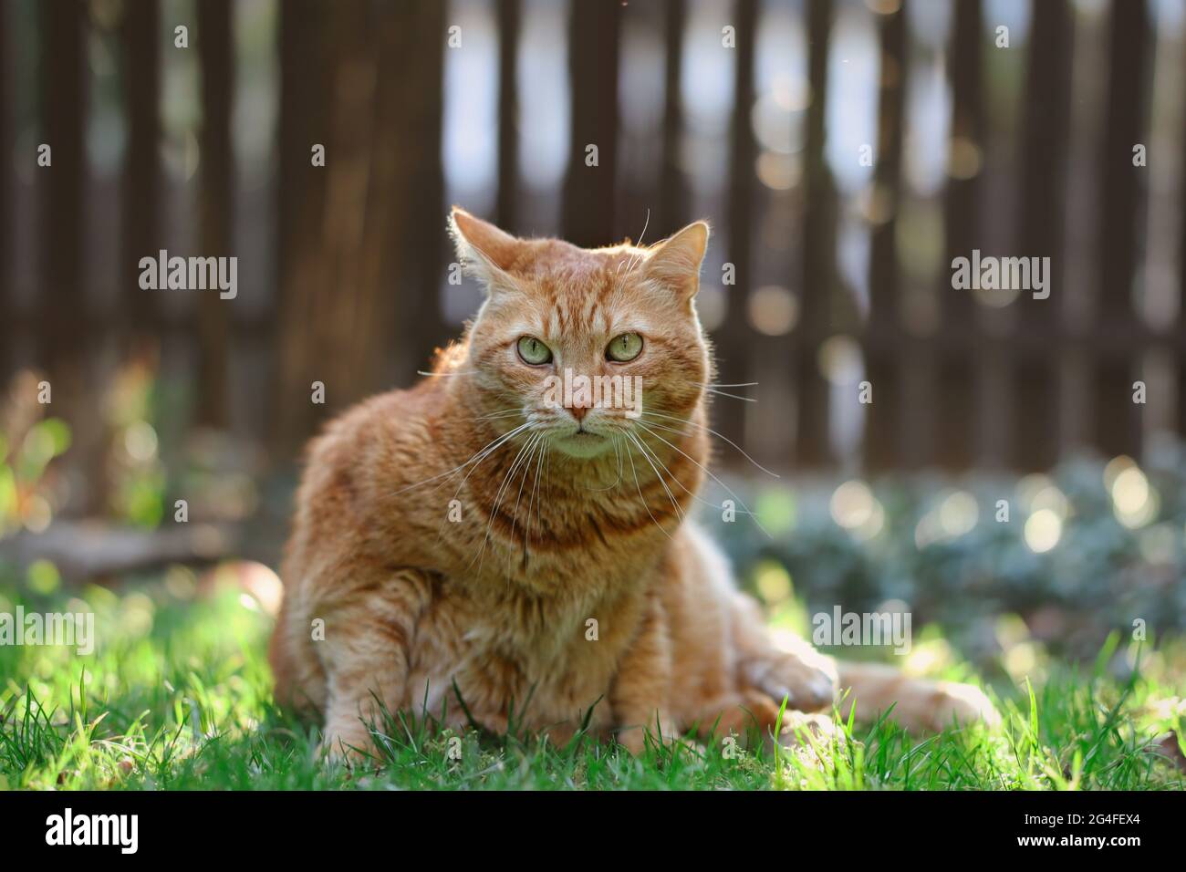 Ginger Tabby Cat with Green Eye in the Sunny Garden. Adorable Orange ...