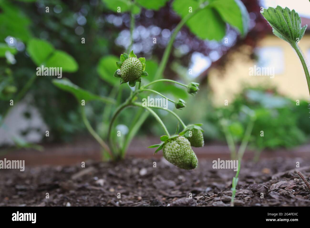 Unripe Green Strawberry Growing in Fertile Soil. Immature Fragaria ...