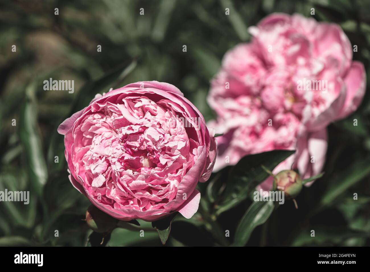 Delicate pink Peony close-up. Selective focus on Flower. Natural Stock ...