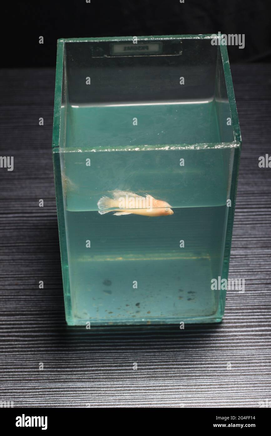 Photo of Death Soft Big Ear Gold Plakat, placard Cupang, Betta, Siamese ...