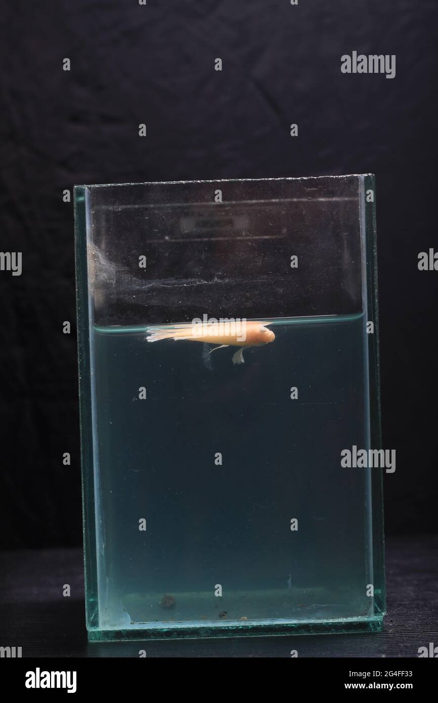 Photo of Death Soft Big Ear Gold Plakat, placard Cupang, Betta, Siamese ...