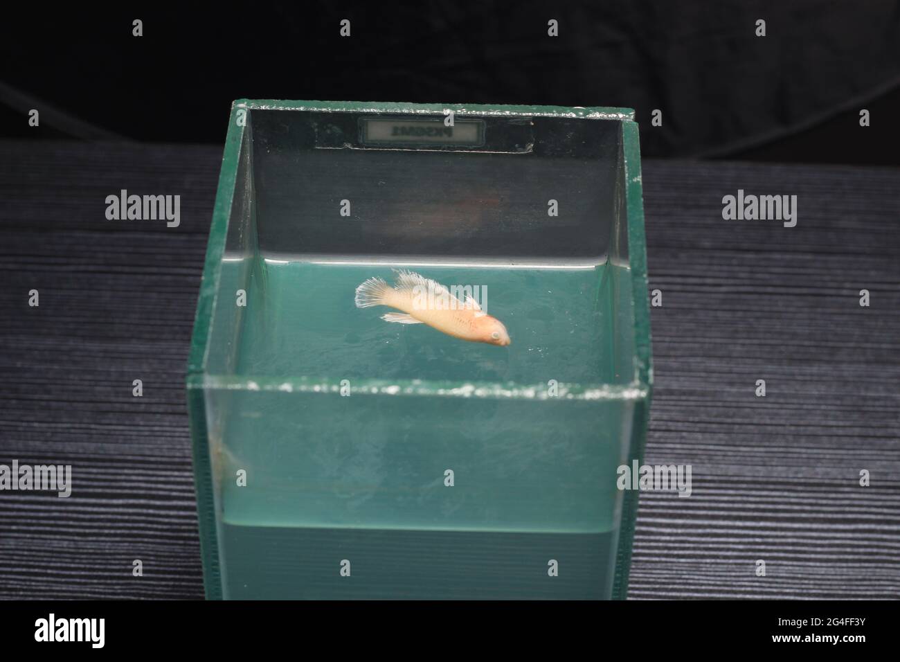 Photo of Death Soft Big Ear Gold Plakat, placard Cupang, Betta, Siamese ...