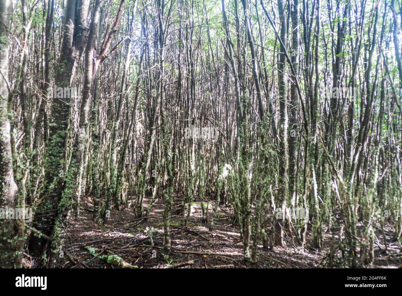Dense forest in national hi-res stock photography and images - Alamy