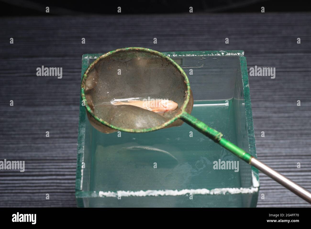 Photo of Death Soft Big Ear Gold Plakat, placard Cupang, Betta, Siamese ...