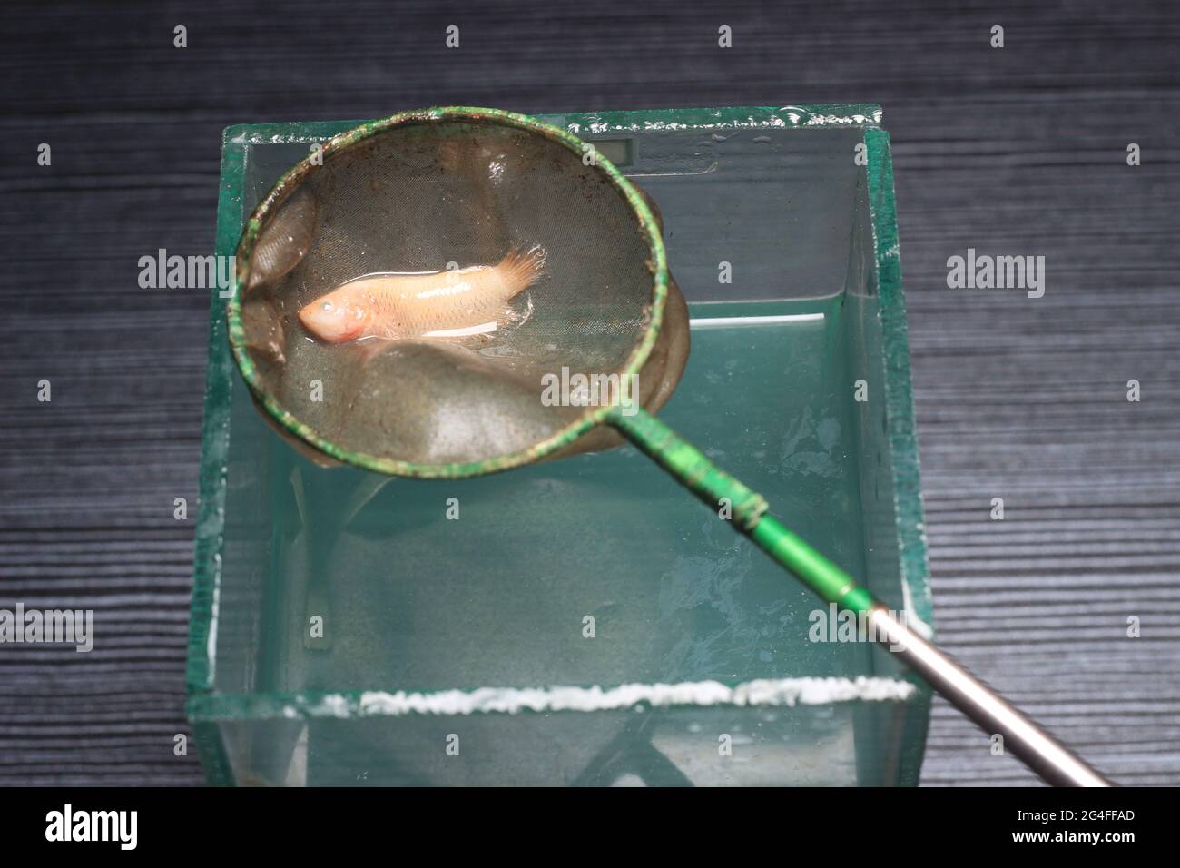 Photo of Death Soft Big Ear Gold Plakat, placard Cupang, Betta, Siamese ...