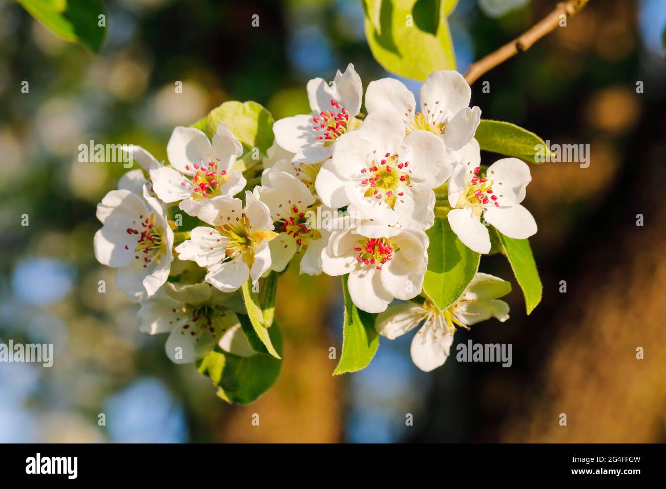 Tree blossoms hi-res stock photography and images - Alamy