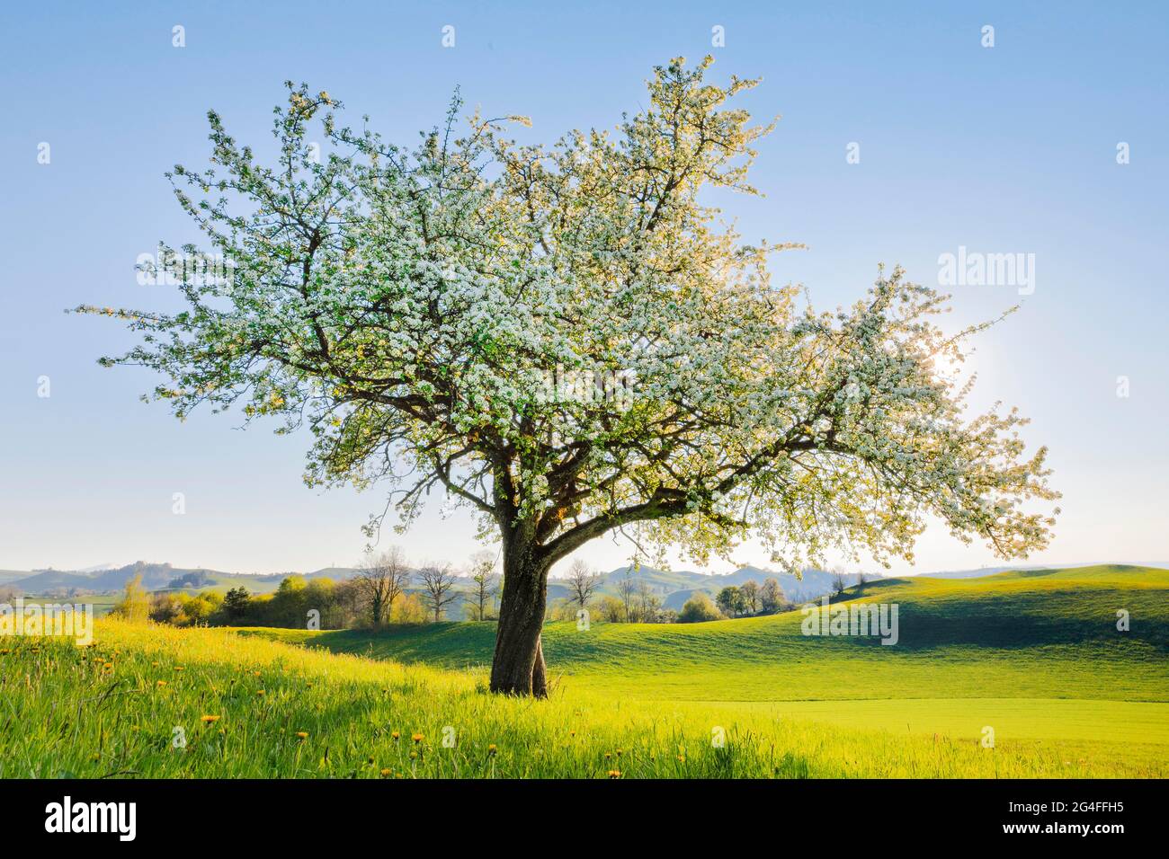 Blossoming pear tree in spring backlight on the Hirzel, Switzerland ...