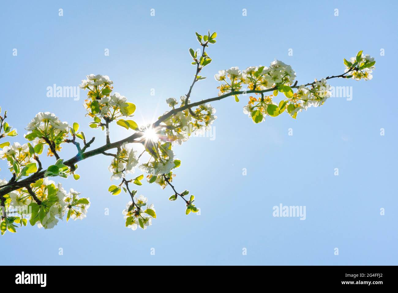 Blossom tree blossoms hi-res stock photography and images - Alamy
