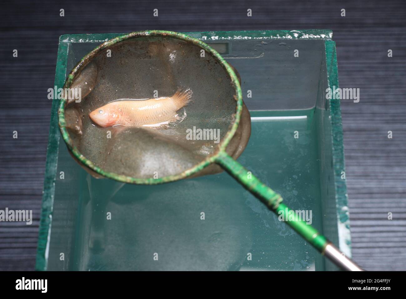 Photo of Death Soft Big Ear Gold Plakat, placard Cupang, Betta, Siamese ...