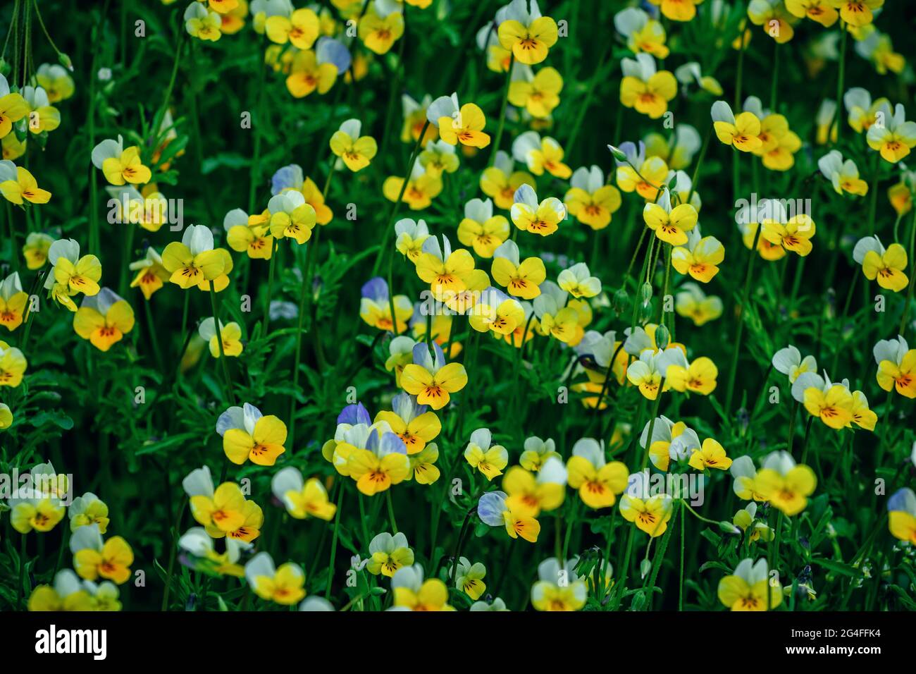 Viola Tricolor Wild High Resolution Stock Photography and Images - Alamy