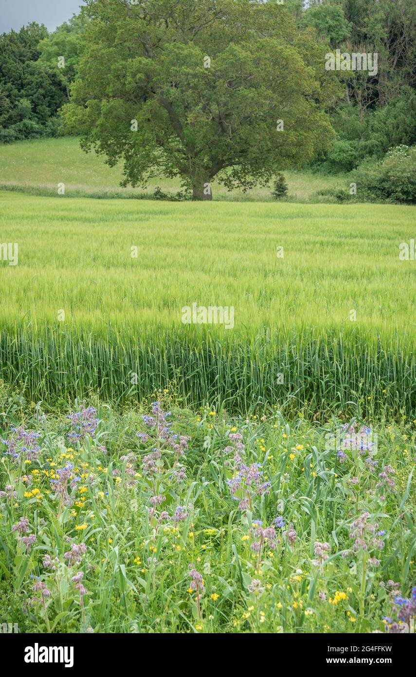 New hampshire wildflowers hi-res stock photography and images - Alamy