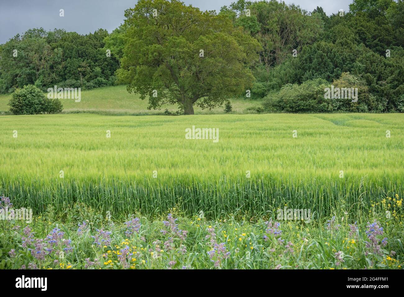 English countryside in summer Stock Photo - Alamy