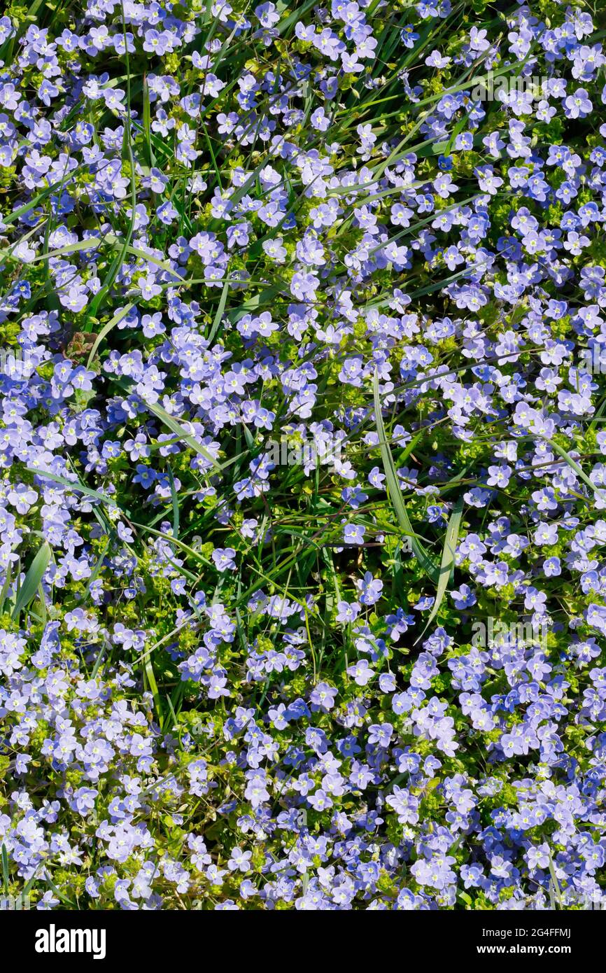 Veronica filiformis macro hi-res stock photography and images - Alamy