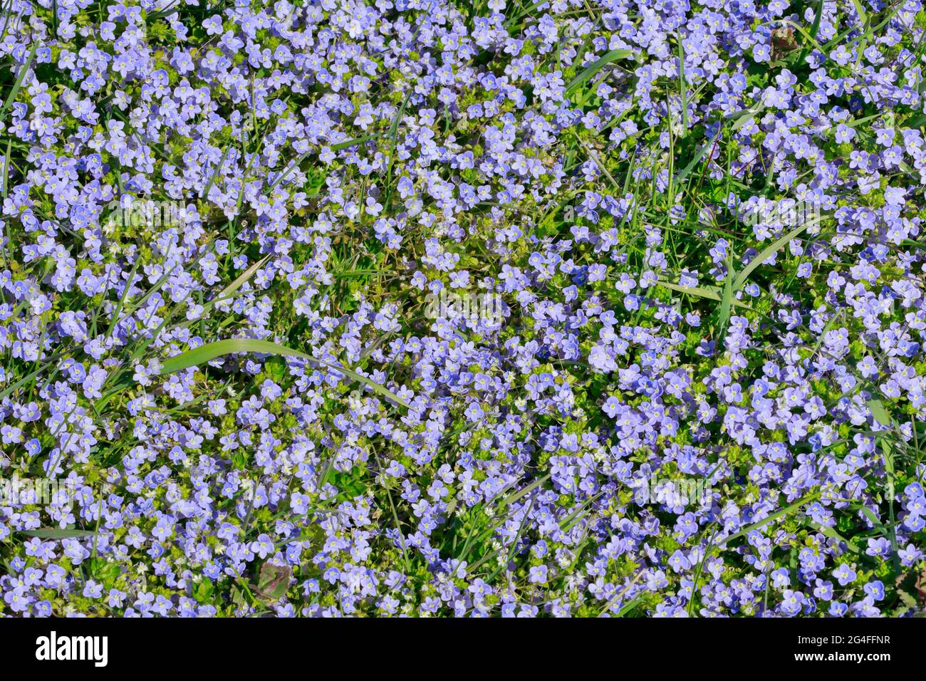 Close-up of slender speedwell (Veronica filiformis), Switzerland Stock ...