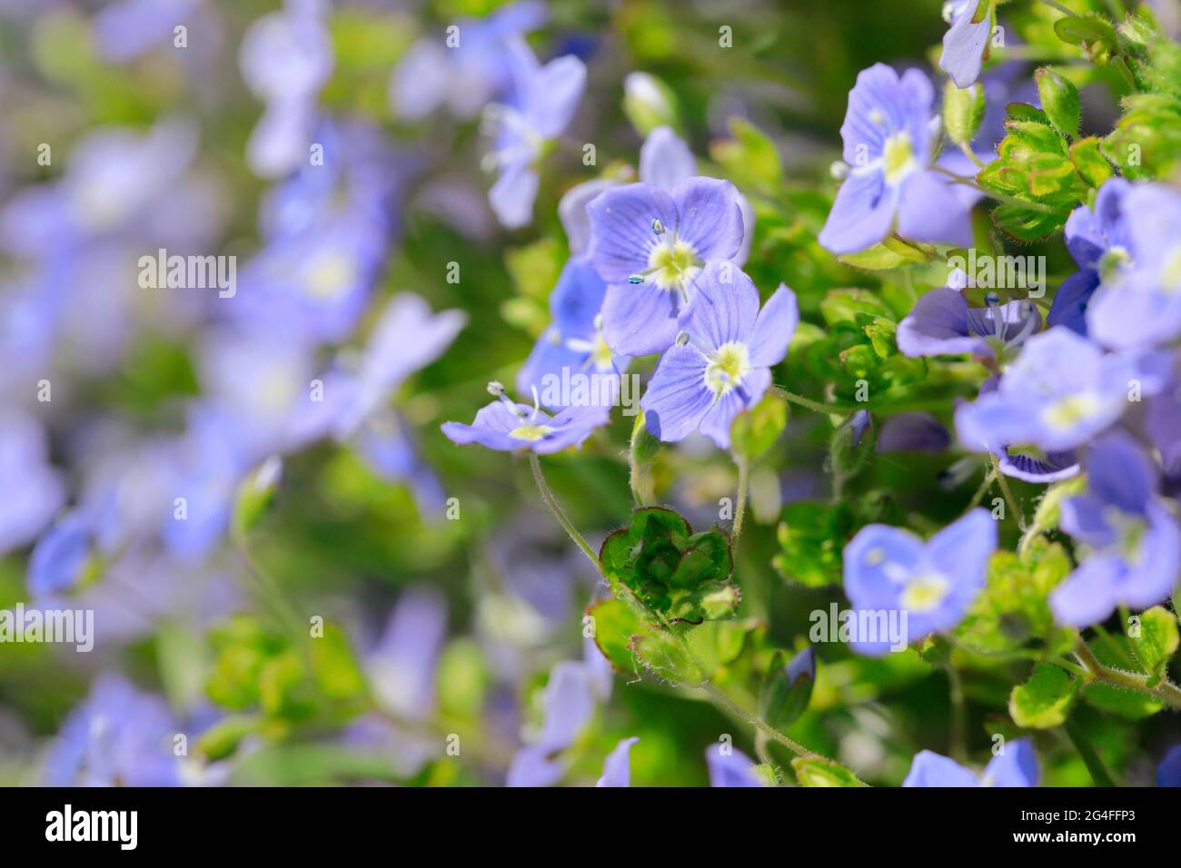 Close-up of slender speedwell (Veronica filiformis), Switzerland Stock ...