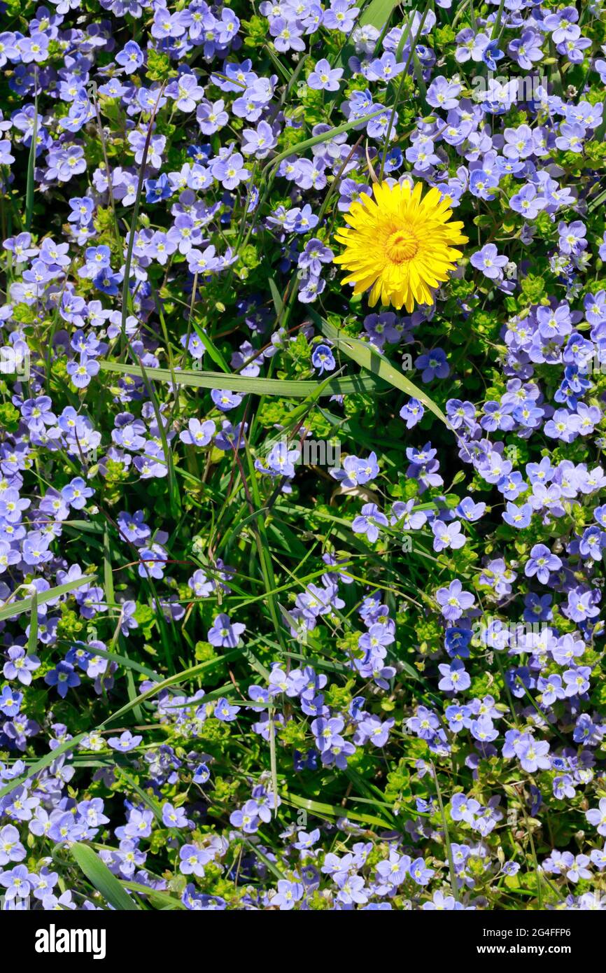 Slender Speedwell High Resolution Stock Photography and Images - Alamy