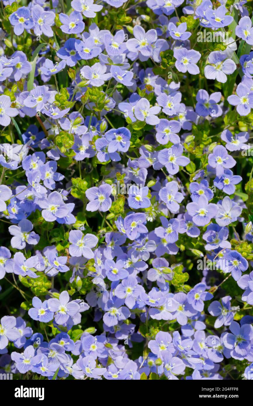 Slender speedwell veronica filiformis hi-res stock photography and ...