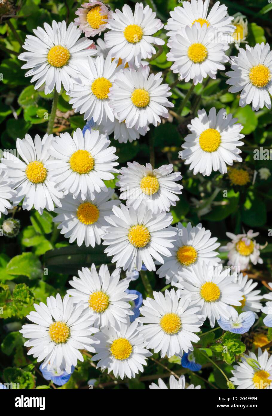 Daisy carpet hi-res stock photography and images - Alamy