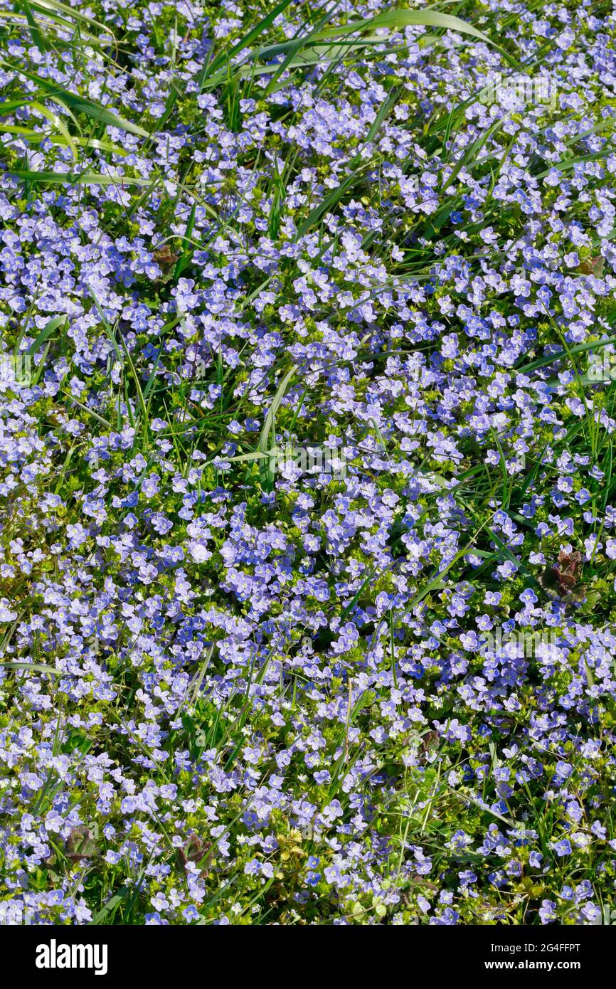 Veronica filiformis macro hi-res stock photography and images - Alamy