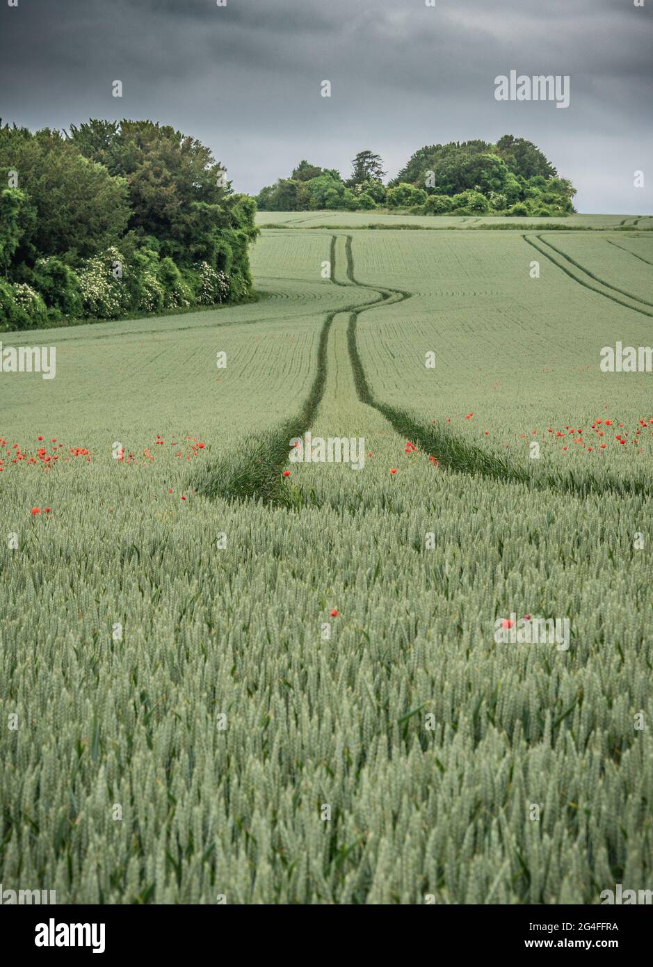 Crop lines and poppies Stock Photo - Alamy