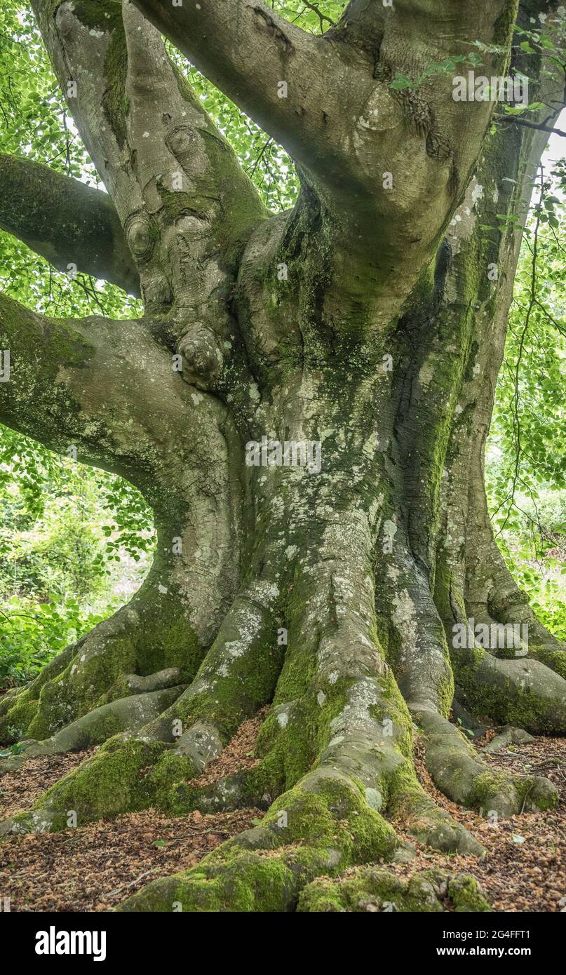 Ancient beech tree, New Forest Stock Photo - Alamy