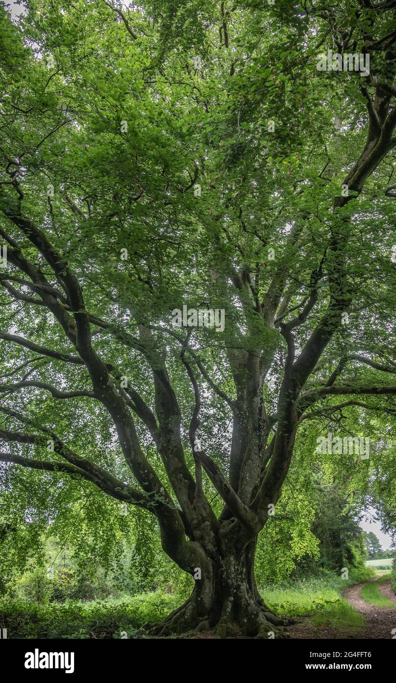 Ancient beech tree, New Forest Stock Photo - Alamy