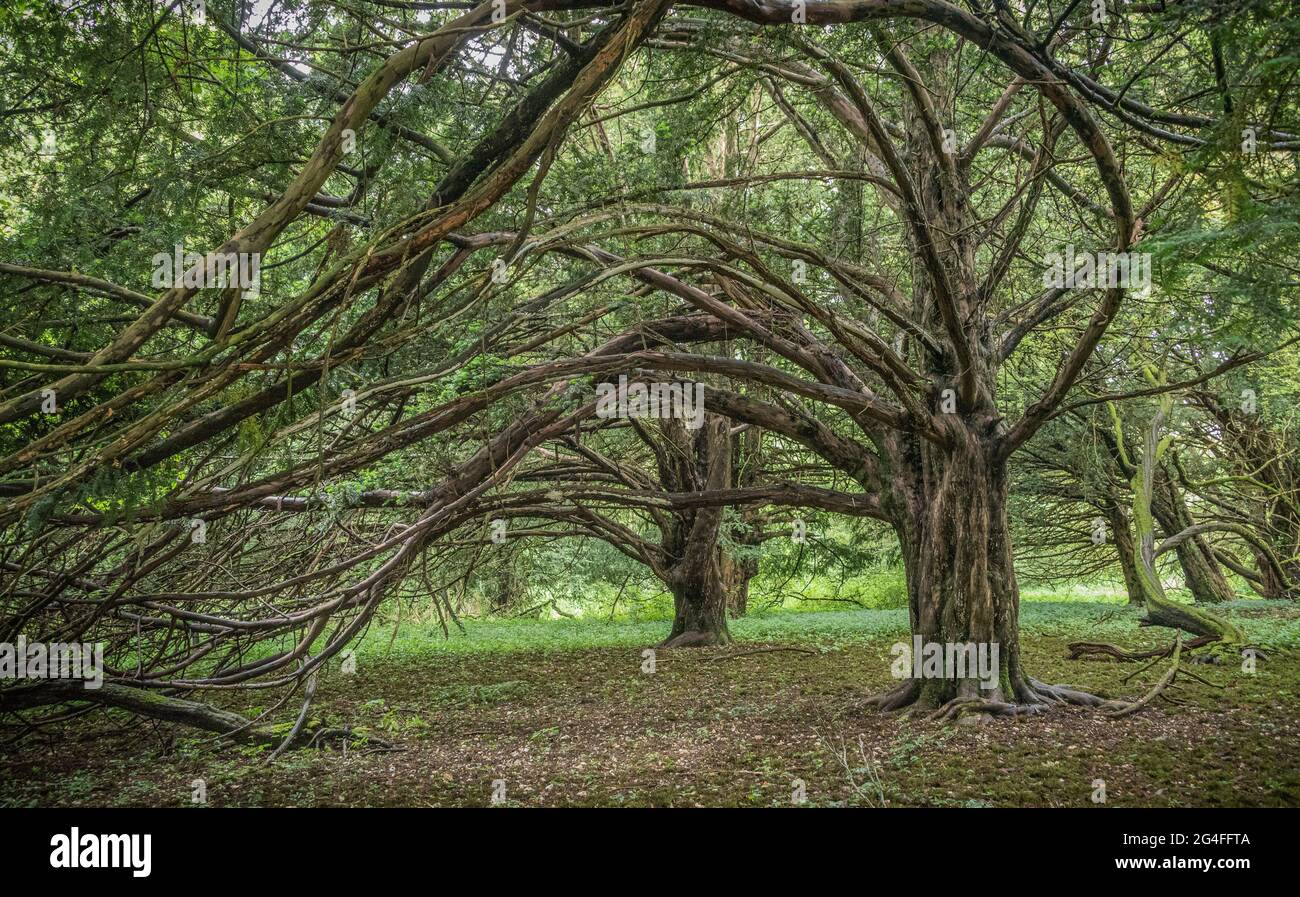 Ancient yew tree, New Forest Stock Photo - Alamy