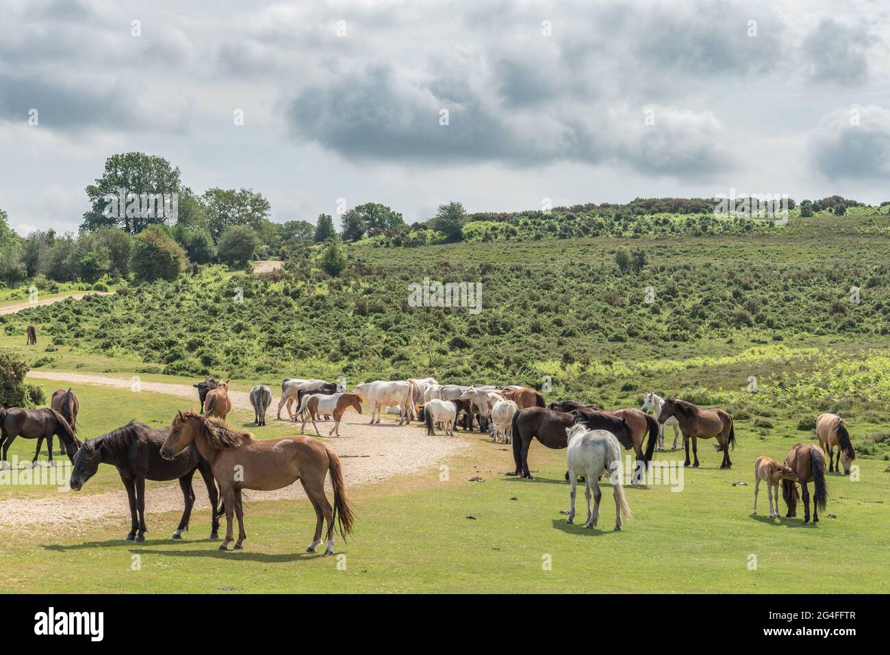 Pathway ponies hi-res stock photography and images - Alamy