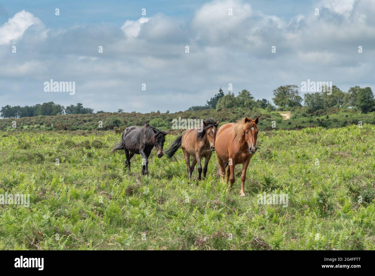 Trio of New Forest ponies Stock Photo - Alamy