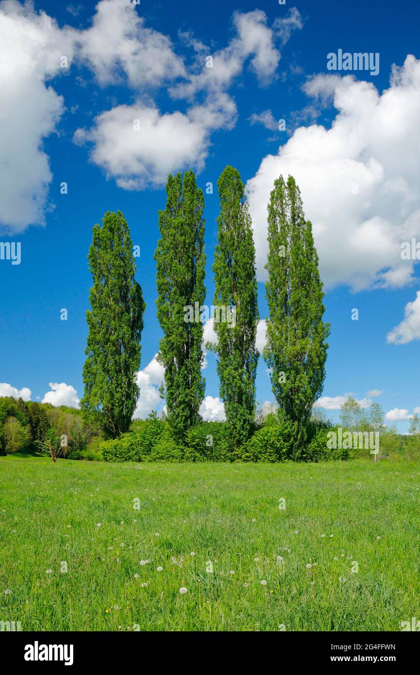 Four Poplar Trees High Resolution Stock Photography and Images - Alamy